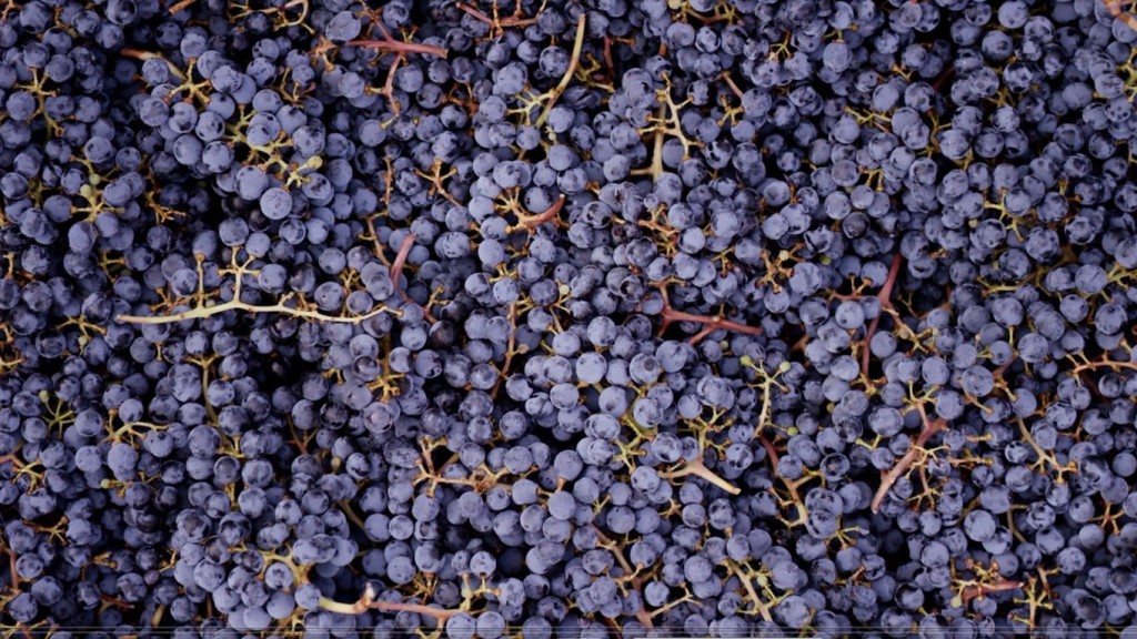 Princeton Vineyard - Mercer Farms